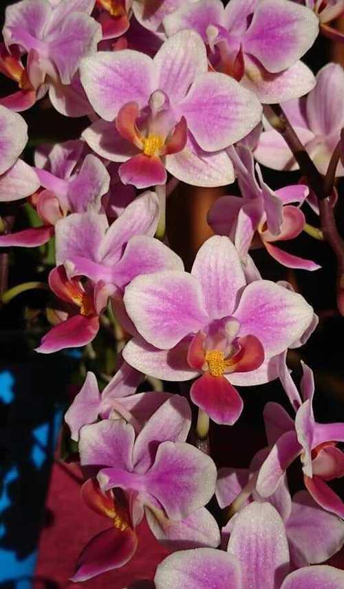Орхидея Фаленопсис гибрид с Эквестрисом