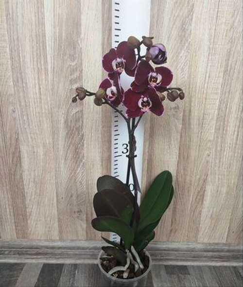 Орхидея Отелло