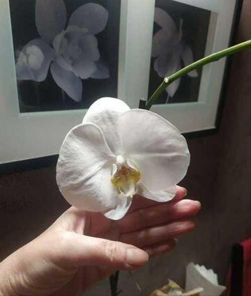 Орхидея фаленопсис каскадная
