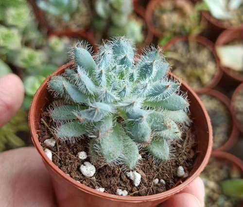 Эхеверия (Echeveria Setosa 'Minor')