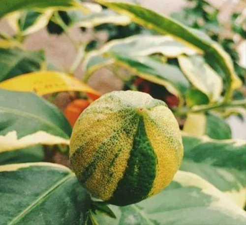Цитрон Вариегатный (Citrus medica Variegata)