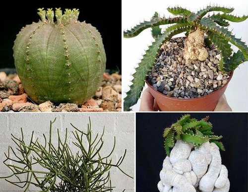 Euphorbia, Молочай, Эуфорбия, разные семена
