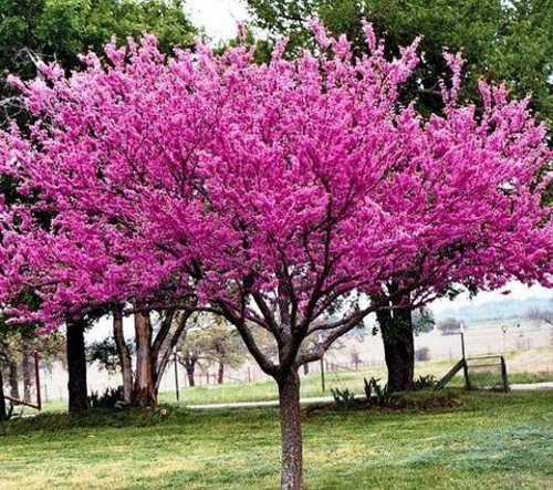 Семена церцис канадский, багряник, cercis