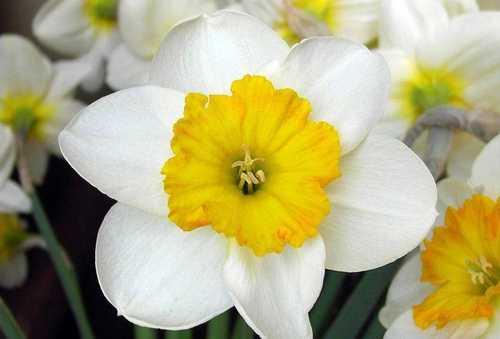 Луковица Нарцисс