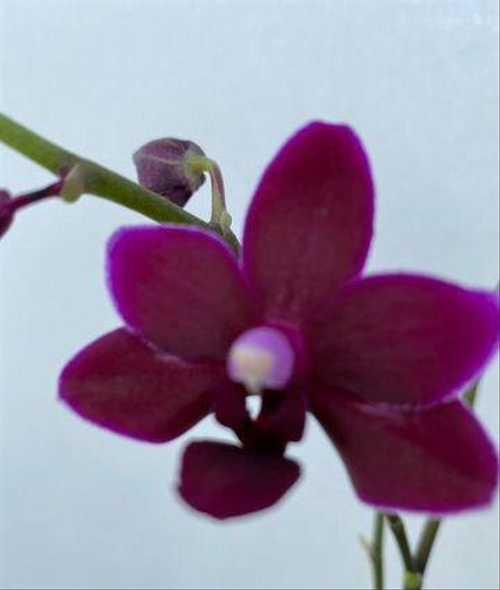 Орхидея фаленопсис черная жемчужина