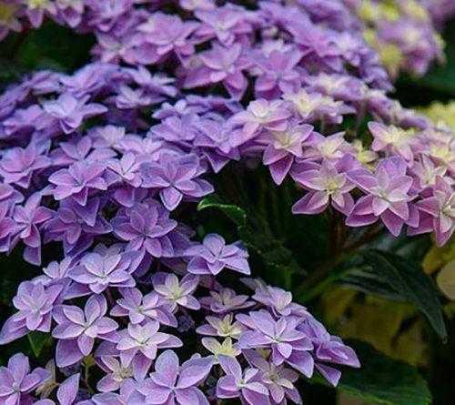 Гортензия крупнолистная Hydrangea Double Dutch