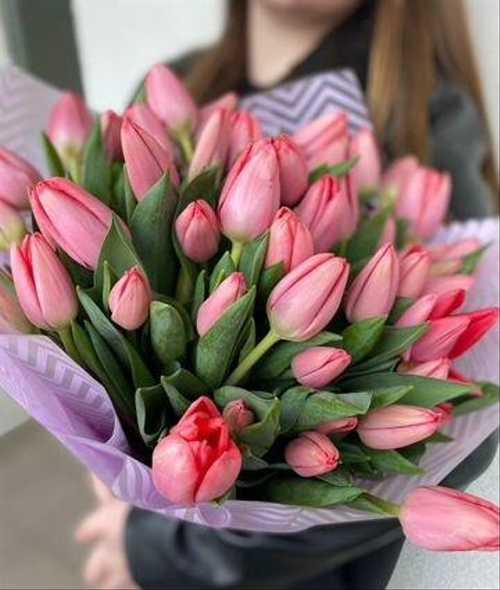 Цветы тюльпаны сорт Экстра 51