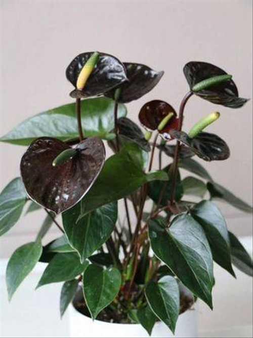 Антурмум Black Love Anthurium Andr