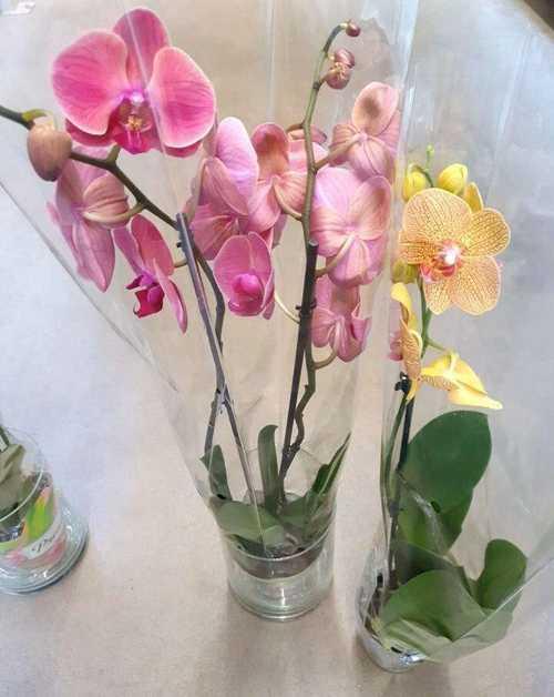 Орхидея фаленопсис Дуэт набор 94754