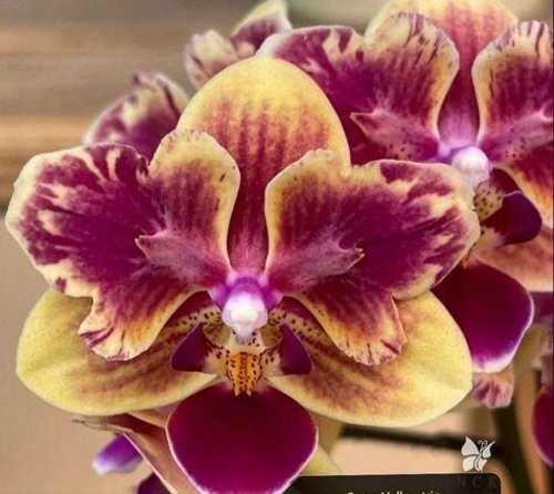 Орхидея фаленопсис разные малыши