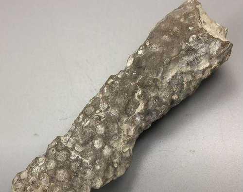 Окаменелый коралл