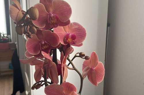 Орхидея фаленопсис (коралловая ) Нарбонна