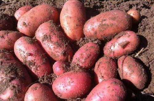 Картофель семенной сорт Ред леди