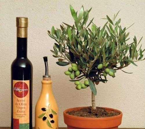 Оливковое дерево (olea europaea)