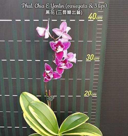 Phal. Chia E Yenlin (variegata & 3 lips)