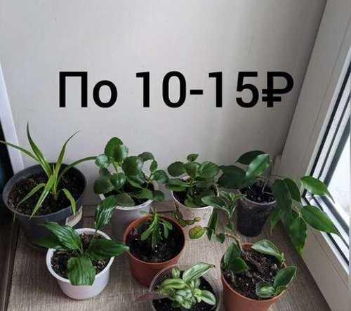Комнатные растения по 10-30