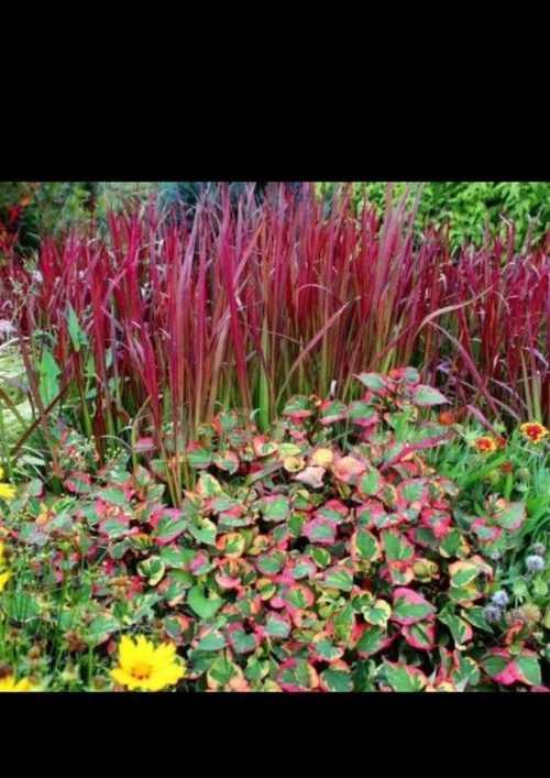 Злак Императа Рэд Барон,Хаутинию и др.многолетние