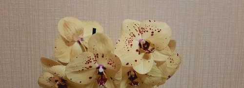 Орхидея на 2 цветоноса Пескара