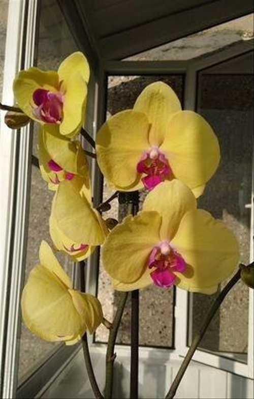 Орхидеи крупноцветковые цветут