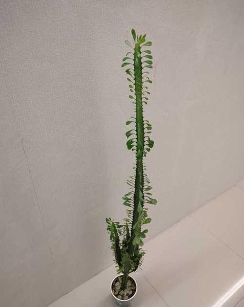 Африканский молочай (Euphorbia trigona)