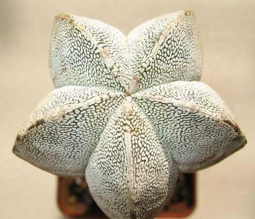 Кактус Astrophytum myriostigma Onzuka