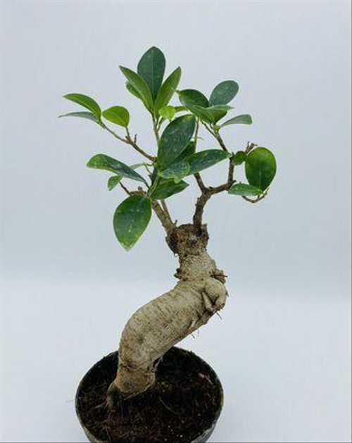 Ficus Microcarpa "Ginseng"