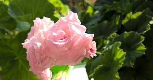 Pelargoniya Millfield Rose I Shelk Lirika Festima Ru Monitoring Obyavlenij