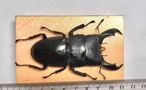 Насекомое Dorcus titanus typhon