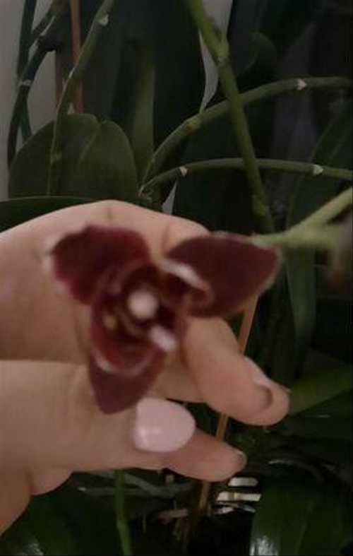 Орхидея фаленопсис, мелкие бордовые цветы, 2 шт