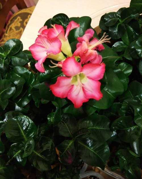 Мини-адениум