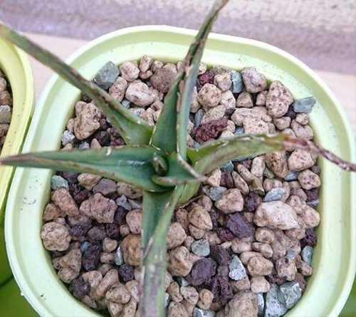 Агава виктории вариегатная/agave victoriae variega