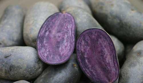 Семена фиолетового картофеля вителотте