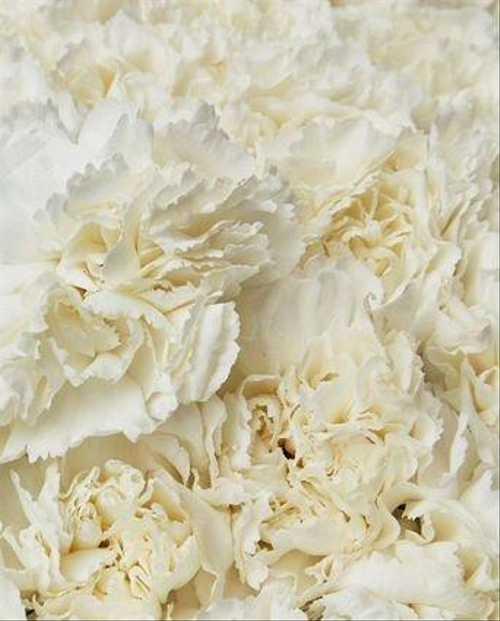 Гвоздика белая Голландия цветы поштучно