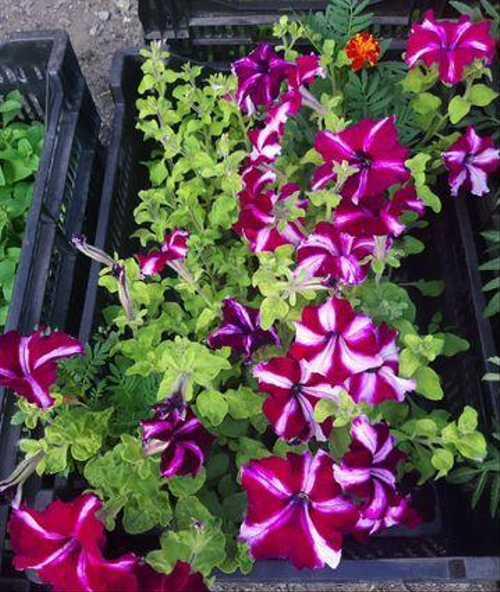 Петунья и шафраны