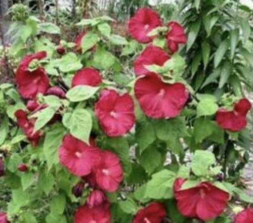 Гибискус травянистый