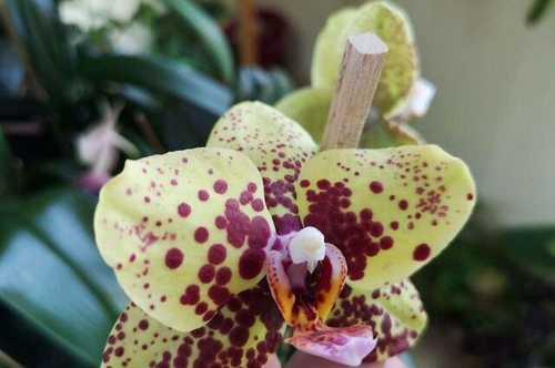 Орхидея фаленопсис Phalaenopsis Haur Jin Princess