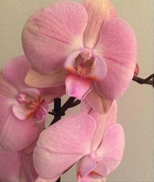 Орхидея сортовая 950.00