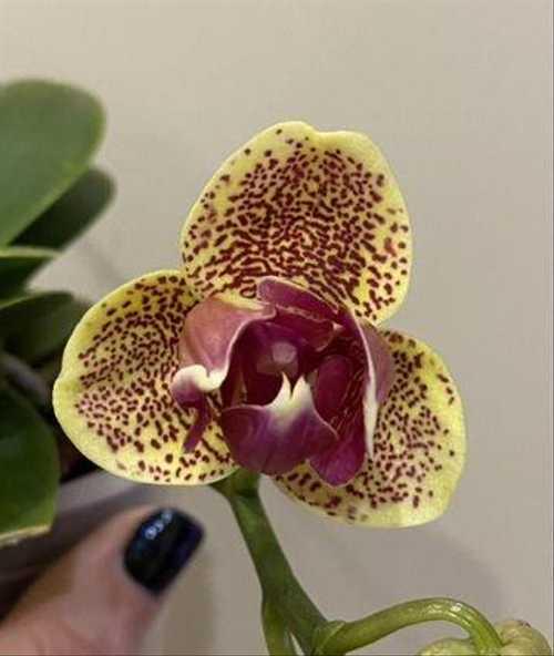 Орхидея Sogo Vieker цветущая