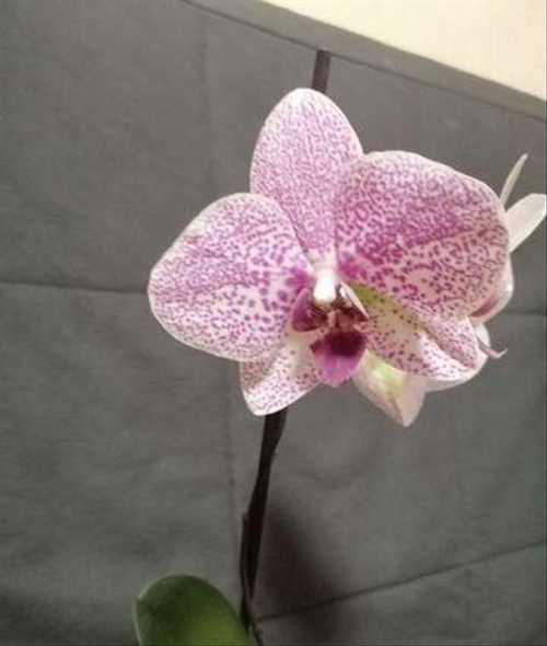 Орхидея персик фото