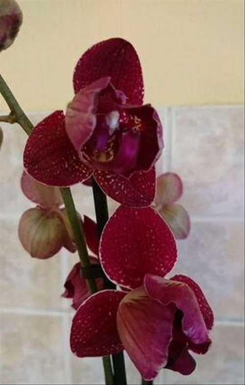Орхидея фаленопсис пелорик "Кимоно"