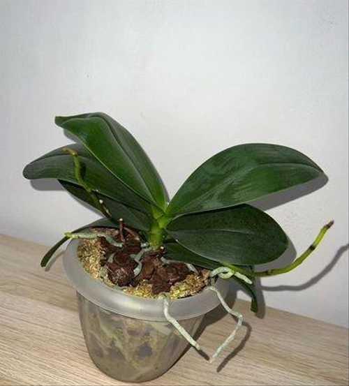 Орхидея фаленопсис эсме