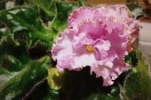 Фиалка Rosie Ruffles