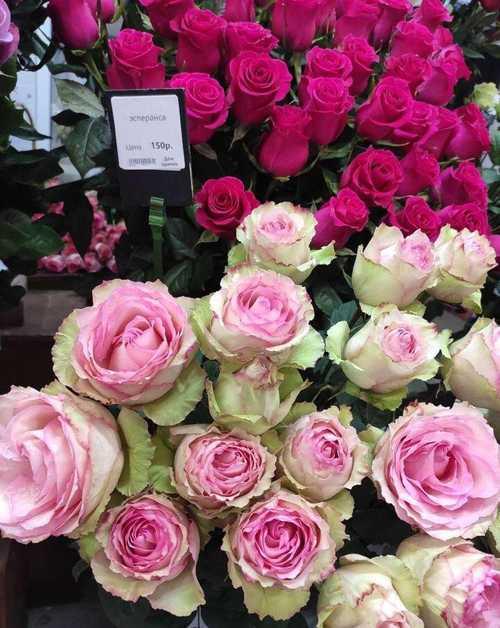 Розы "Эсперанса" 90 см. Эквадор цветы доставка