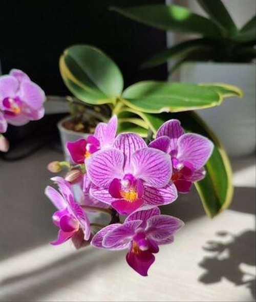Орхидея фаленопсис сого вивиен