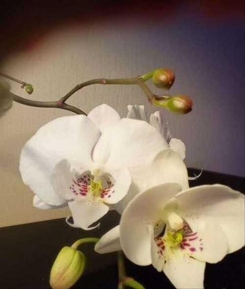 Орхидея леонтин фото