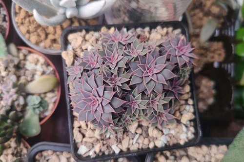 Graptopetalum Rusbyi Граптопеталум Русби суккулент