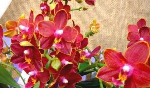 Орхидея Фаленопсис sogo red star
