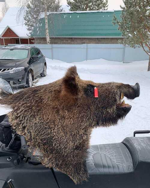 Чучело кабана-секача