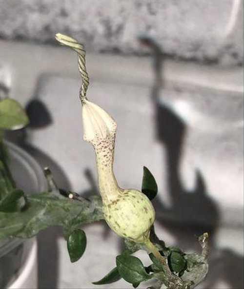 Ceropegia Simoneae f. green