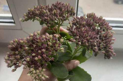 Цветы (3шт) Очиток пурпурный (Sedum purpureum (L)